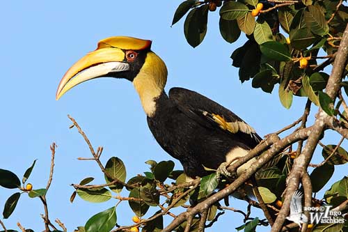 Voix off | Thaïlande Sauvage : le Calao | Pierre Junières